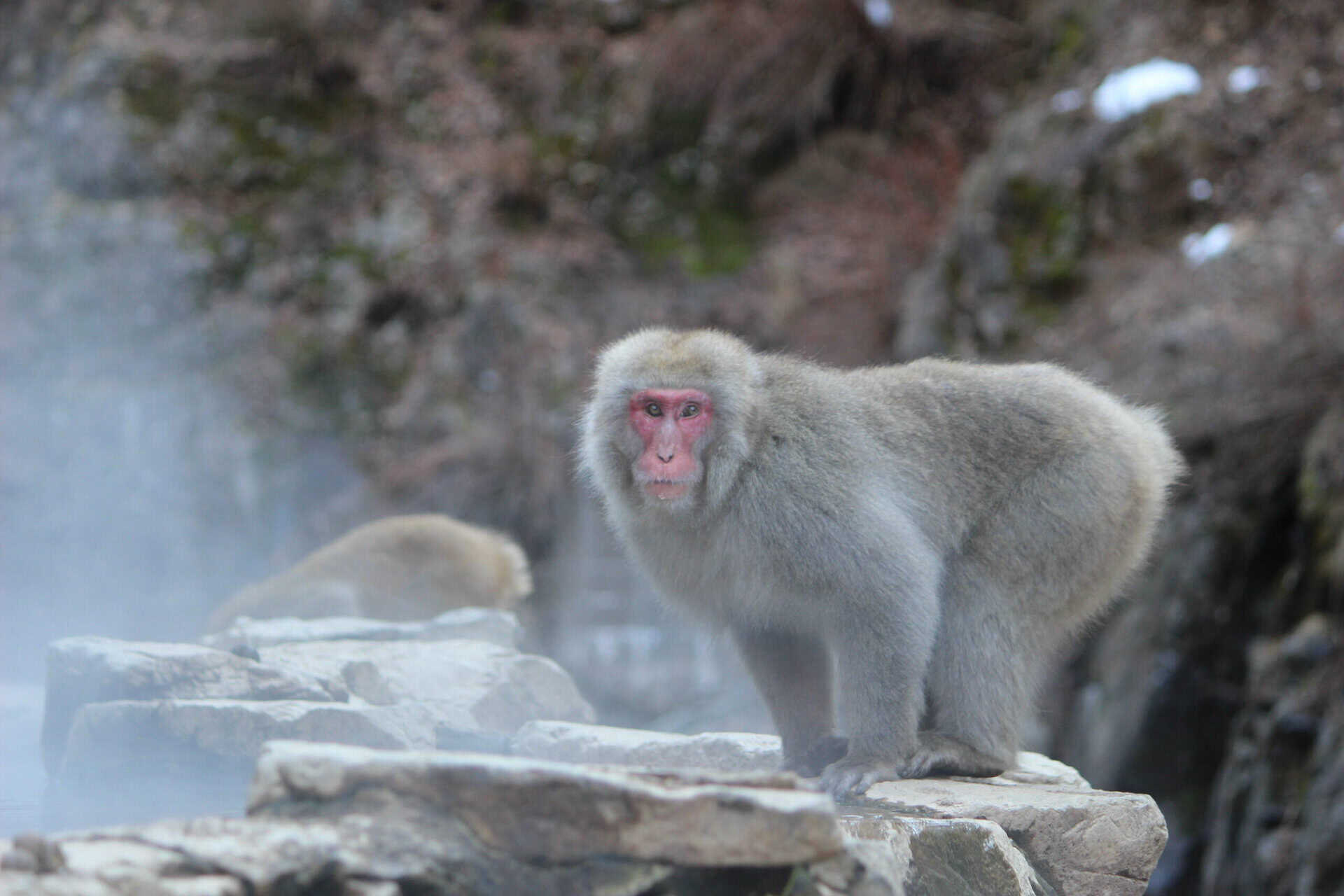 Snow Monkey & More! 【Private Car Tour from Myoko】 - Discover Myoko