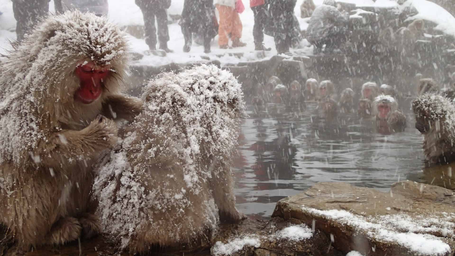 Snow Monkey & More! 【Private Car Tour from Myoko】 - Discover Myoko